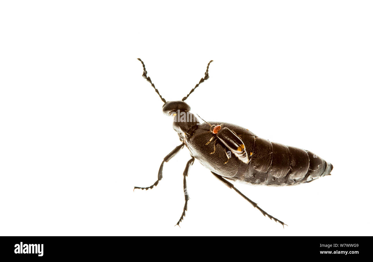 Fire beetle hi-res stock photography and images - Alamy