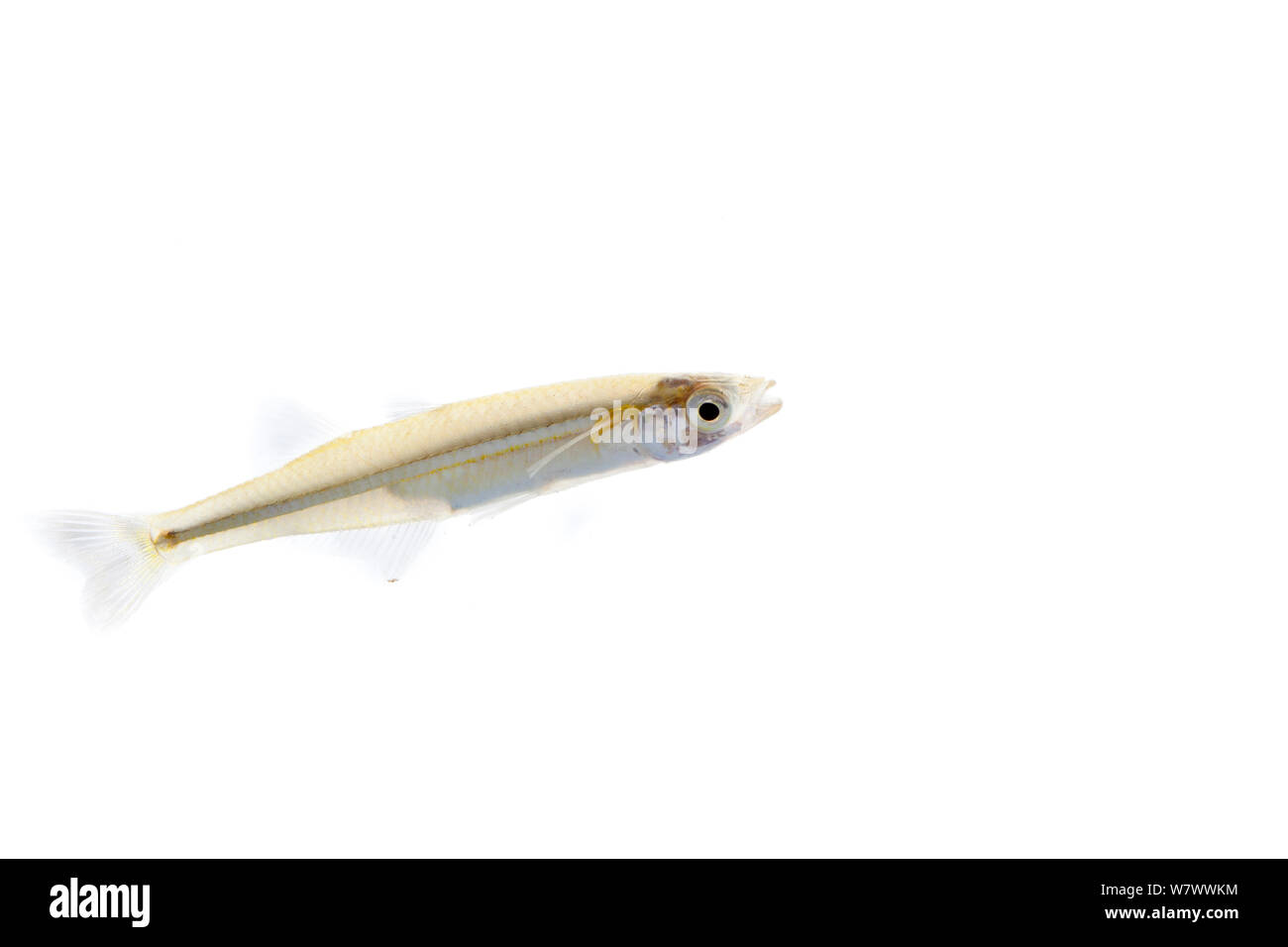 Brook Silverside Mouth