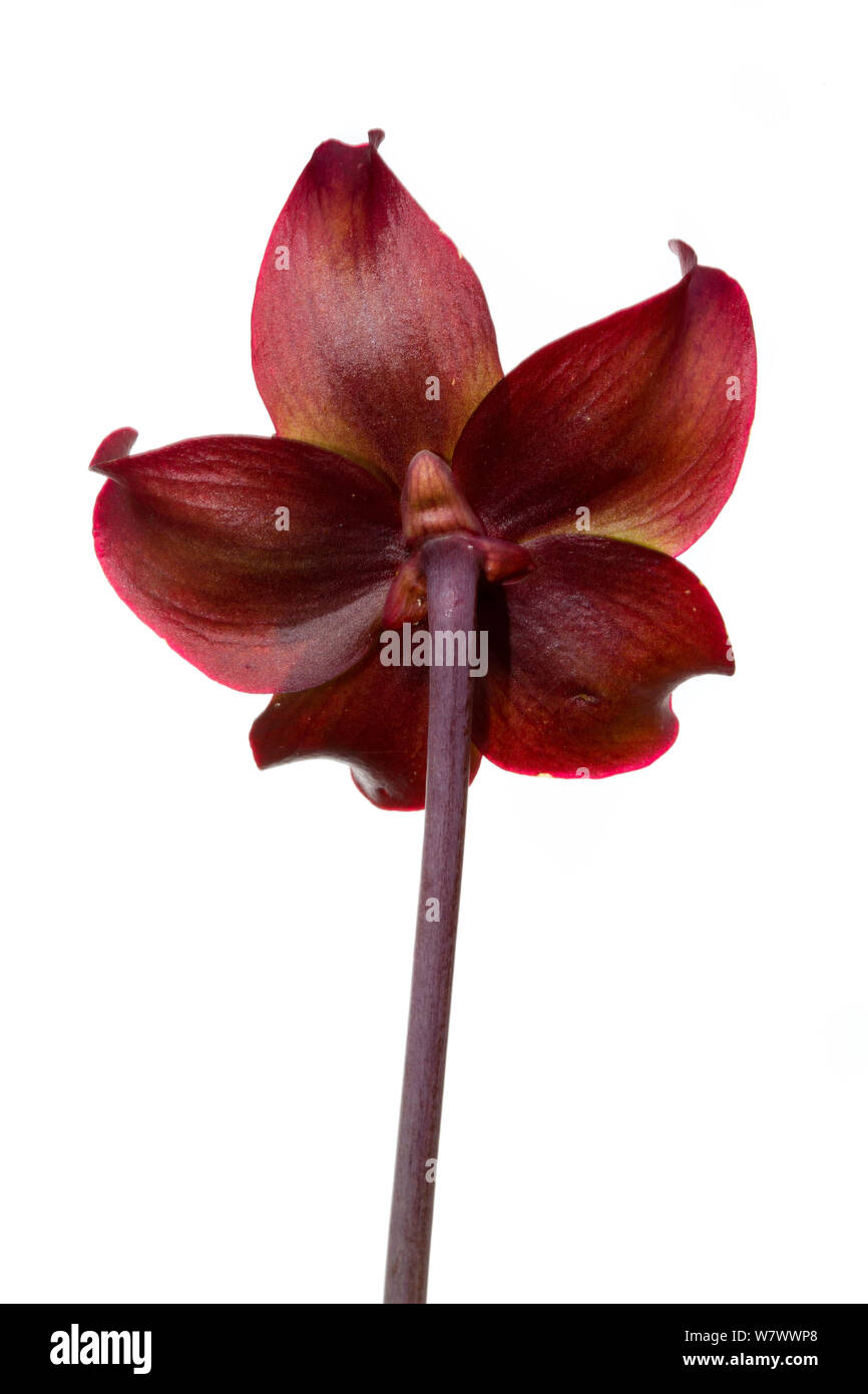 Carnivorous white topped pitcher plant red hi-res stock photography and ...