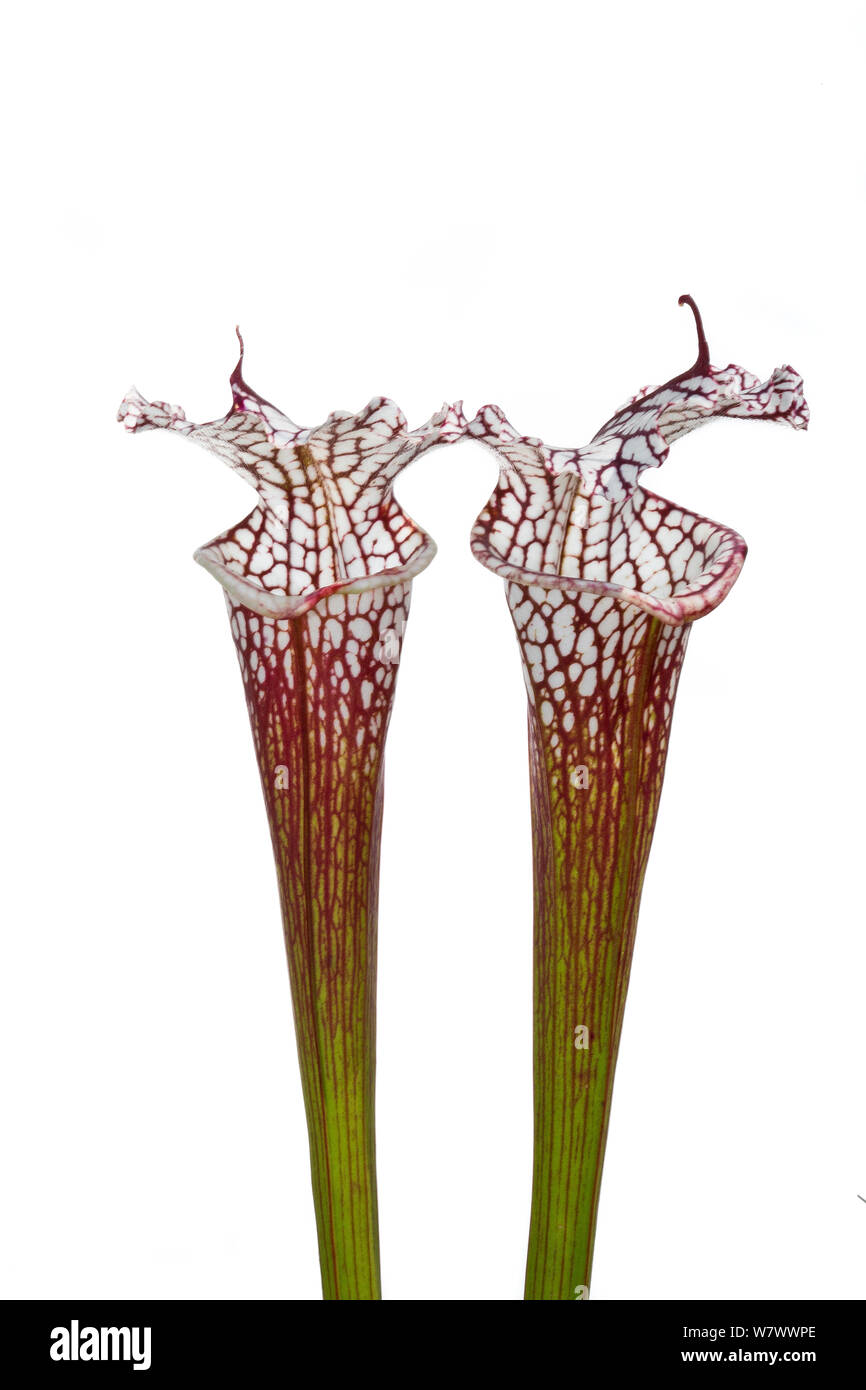 White pitcherplant Cut Out Stock Images & Pictures - Alamy