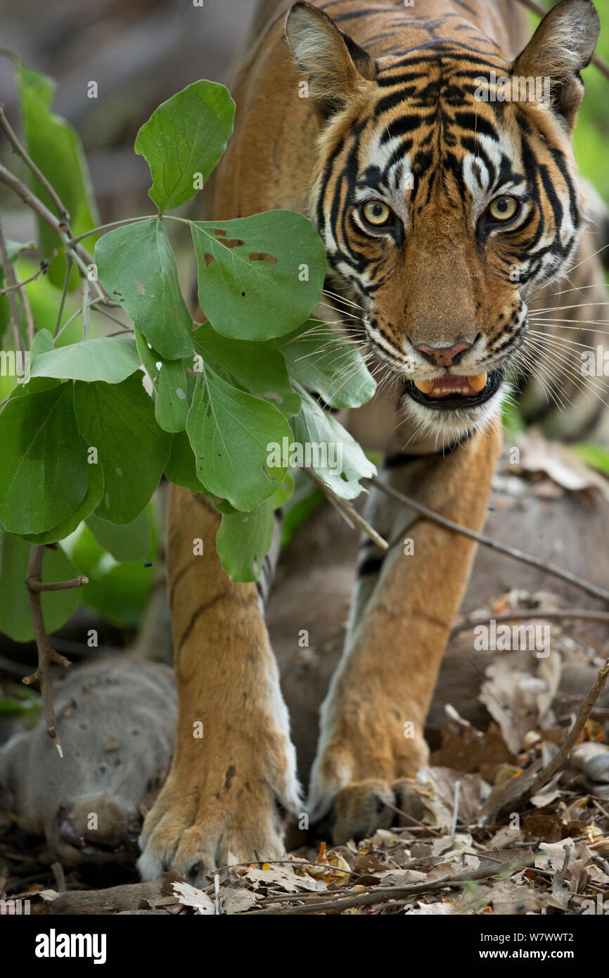 Bengal Tiger (Panthera tigris tigris) female 'Noor T39' with fresh kill ...
