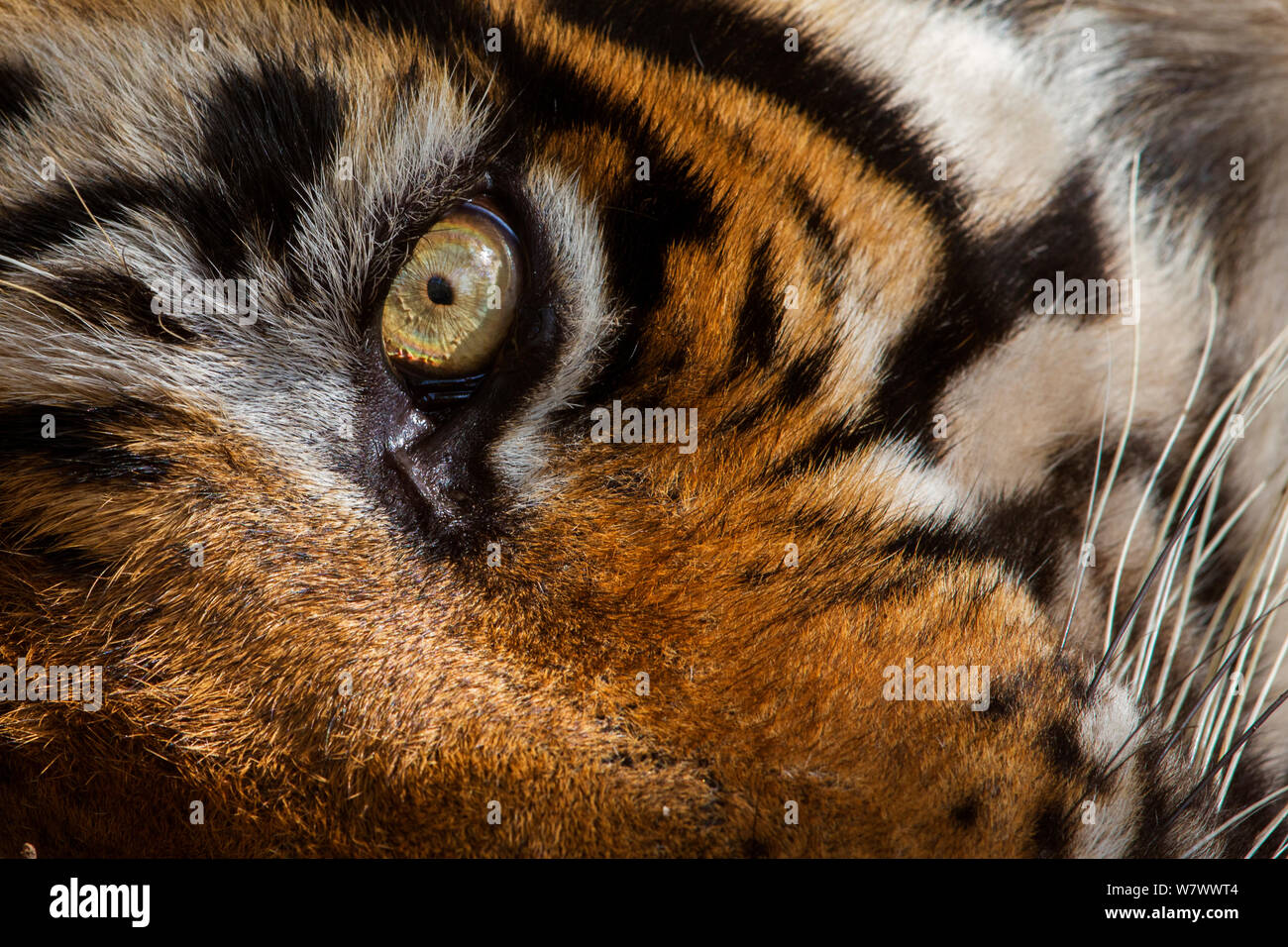 Tiger patterns hi-res stock photography and images - Alamy