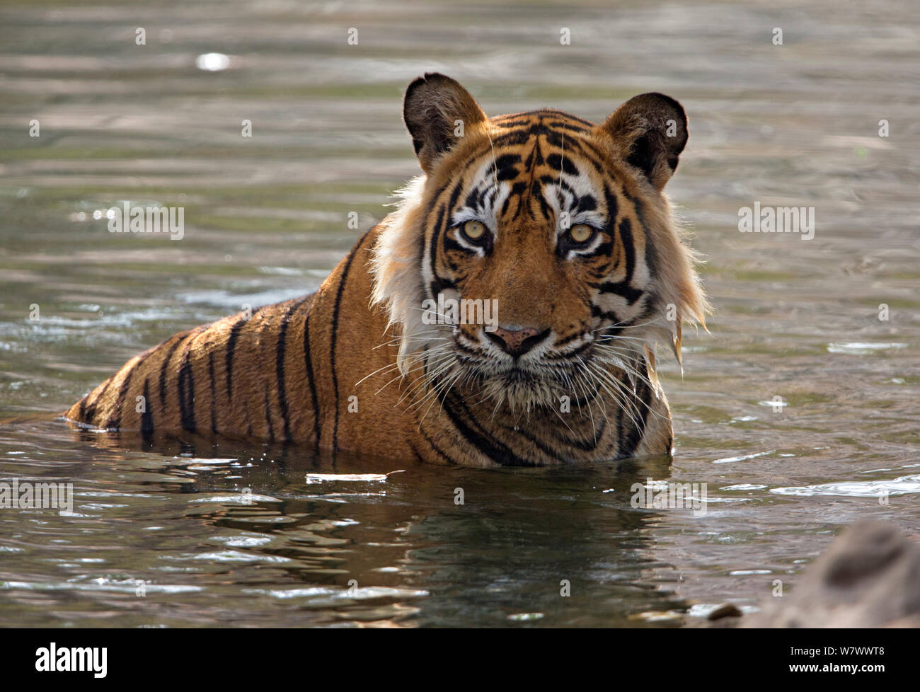 Bengal Tiger (Panthera tigris tigris) male 'Sultan T72' cooling off in ...