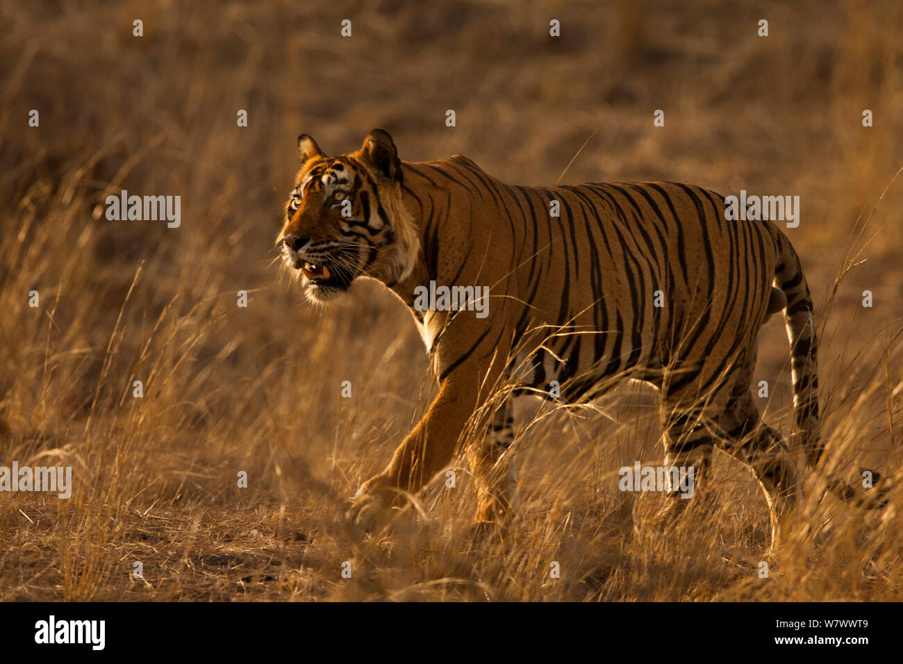 Bengal Tiger (Panthera tigris tigris) dominant male 'T24 Ustad ...