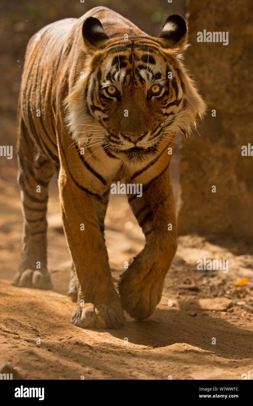 Ustad hi-res stock photography and images - Alamy