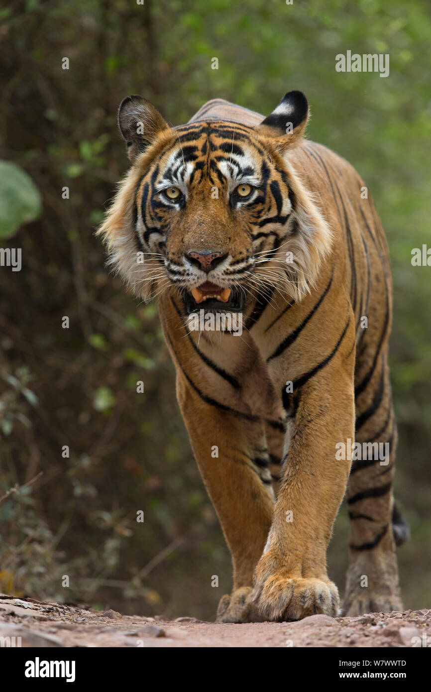 Bengal Tiger (Panthera tigris tigris) dominant male 'Ustad T24 ...