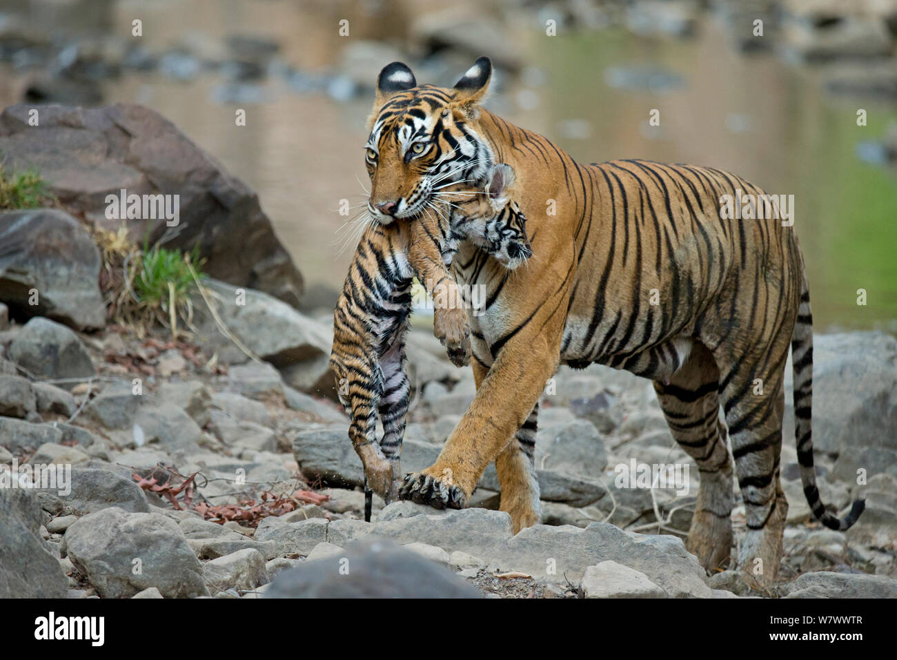 Big cat carry cub hi-res stock photography and images - Alamy