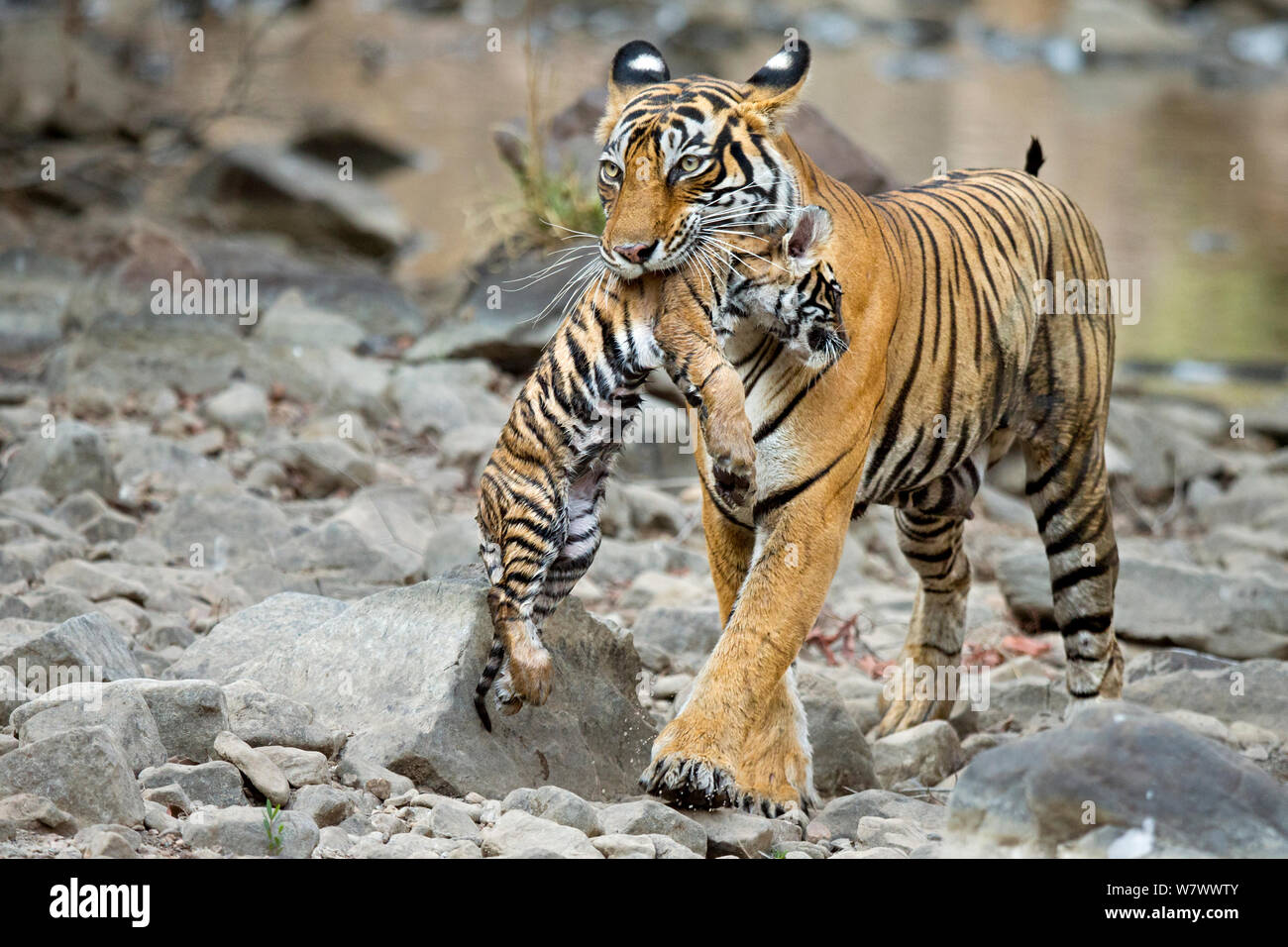 Big cat carry cub hi-res stock photography and images - Alamy