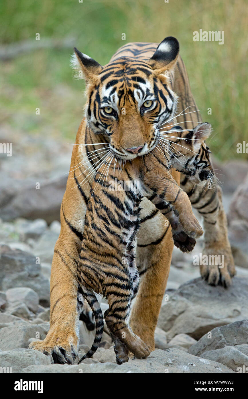 Big cat carry cub hi-res stock photography and images - Alamy