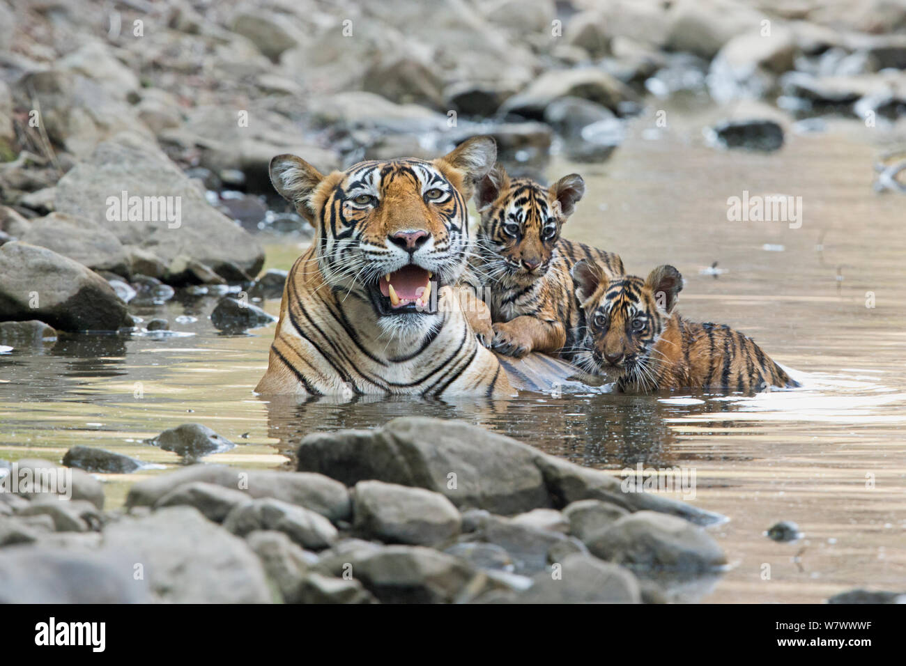 Tiger Cubs Playing In Water