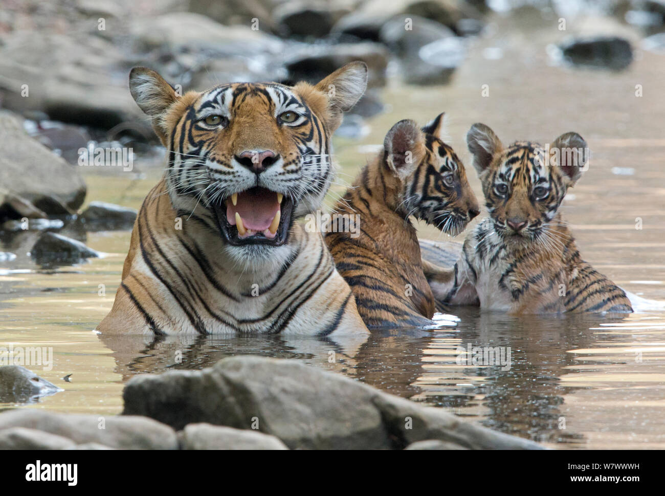 Tiger Cubs Playing In Water