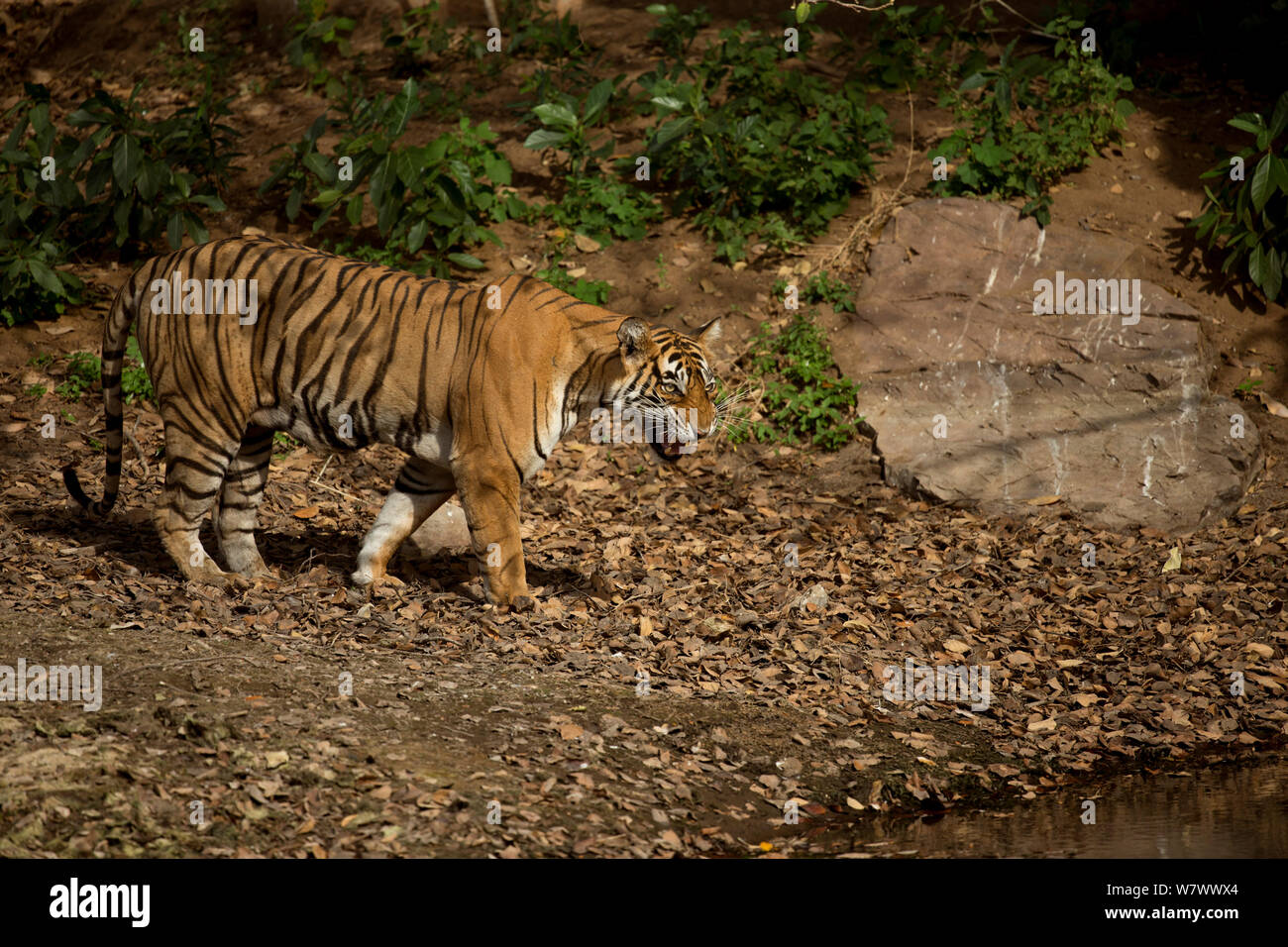 Saltwater Crocodile Attacks Tiger