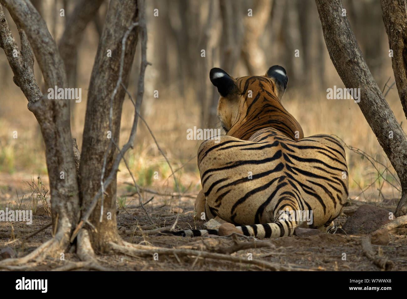 Bengal Tiger (Panthera tigris tigris) rear view of male 'Sultan T72 ...