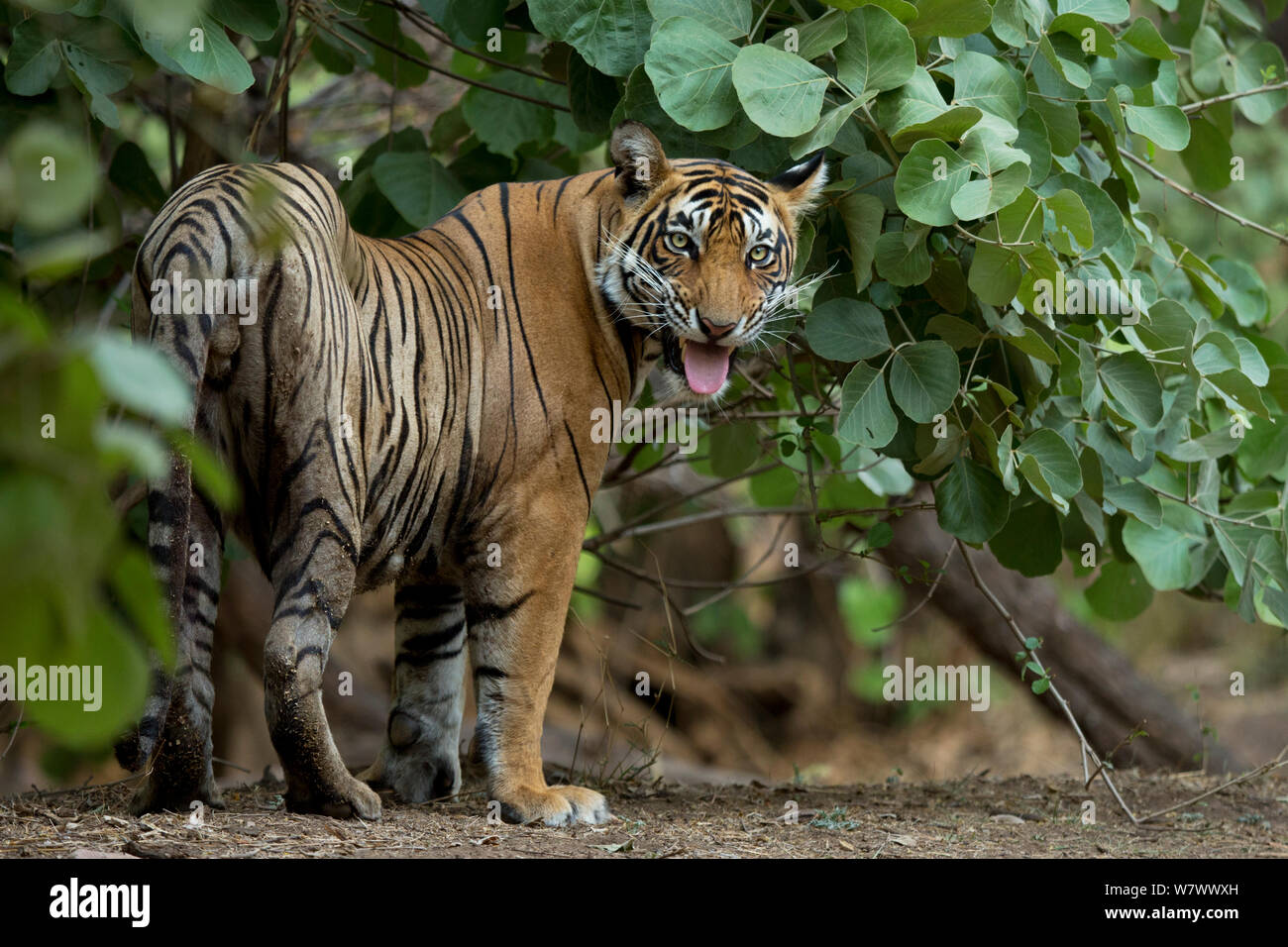 Bengal Tiger (Panthera tigris tigris) male 'Sultan T72' showing flehmen ...