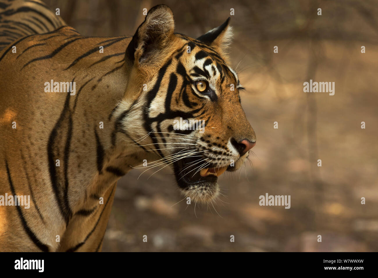 Male bengal tiger at ranthambore hi-res stock photography and images ...