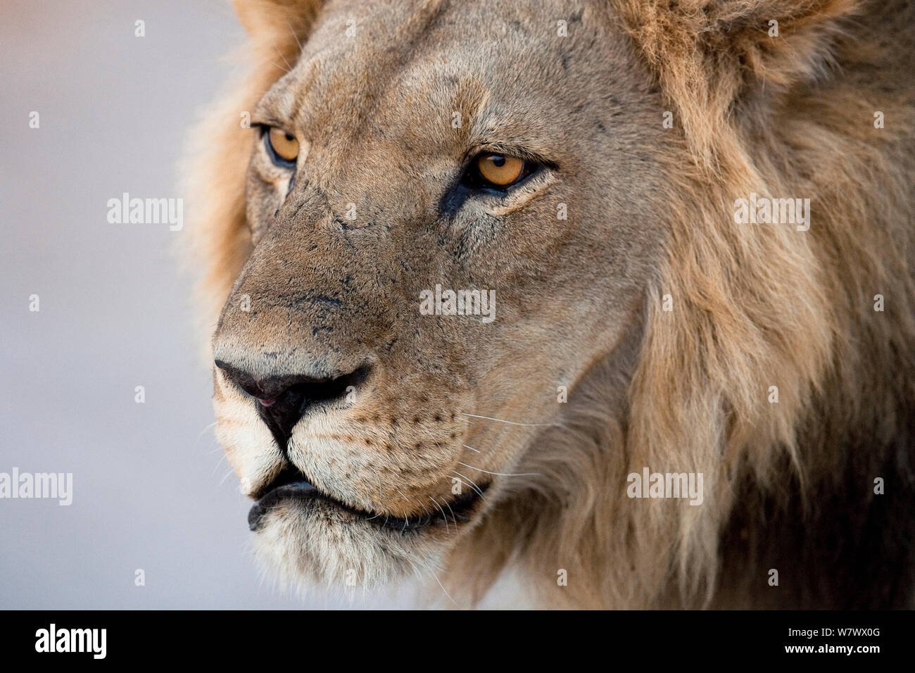 African lion (Panthera leo) male portrait, Savuti, Botswana. Taken on ...