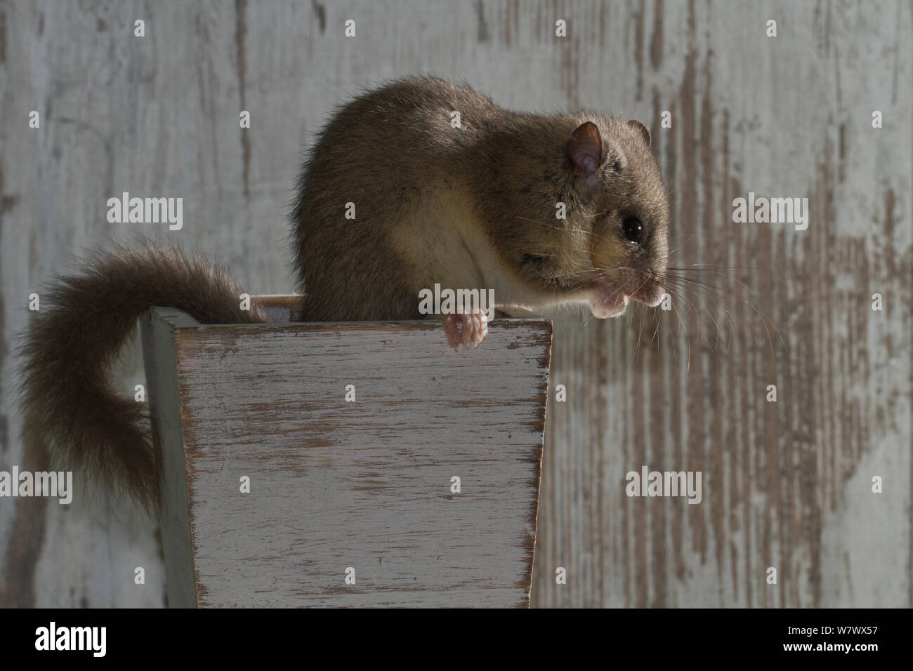Fat / Edible dormouse (Glis glis) in a house on the edge of a white ...