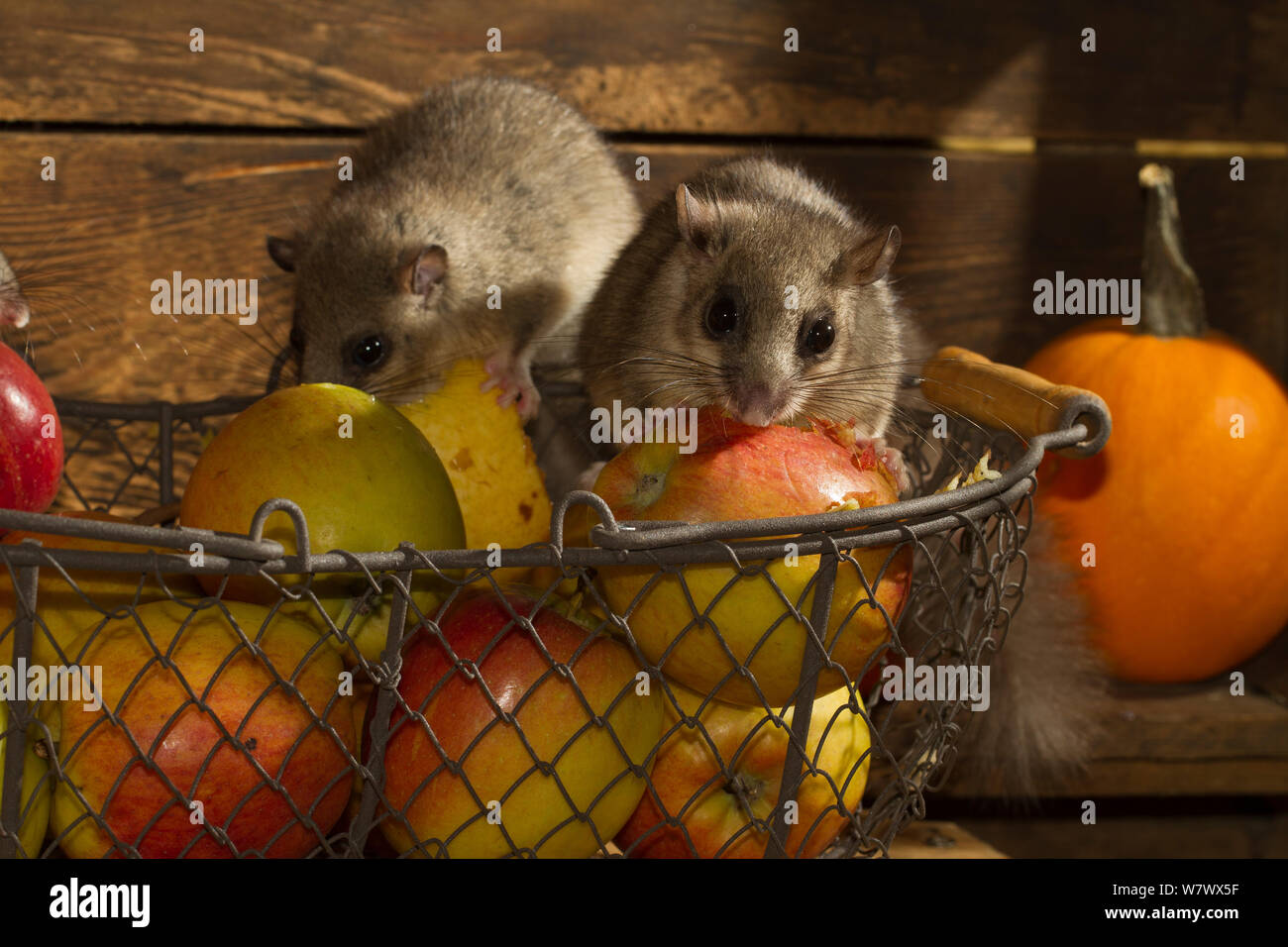 Fat dormice (Glis glis) in a house, feeding on apples and pears in the ...