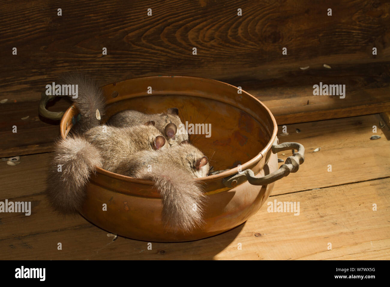Fat / Edible dormice (Glis glis) in a copper bowl in a house, captive ...