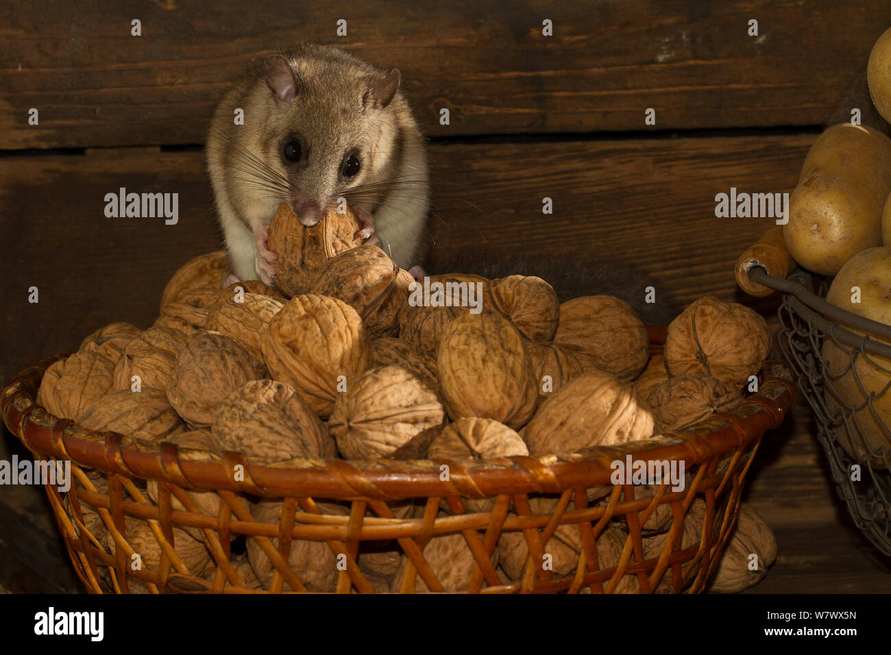 Dormouse food hi-res stock photography and images - Alamy