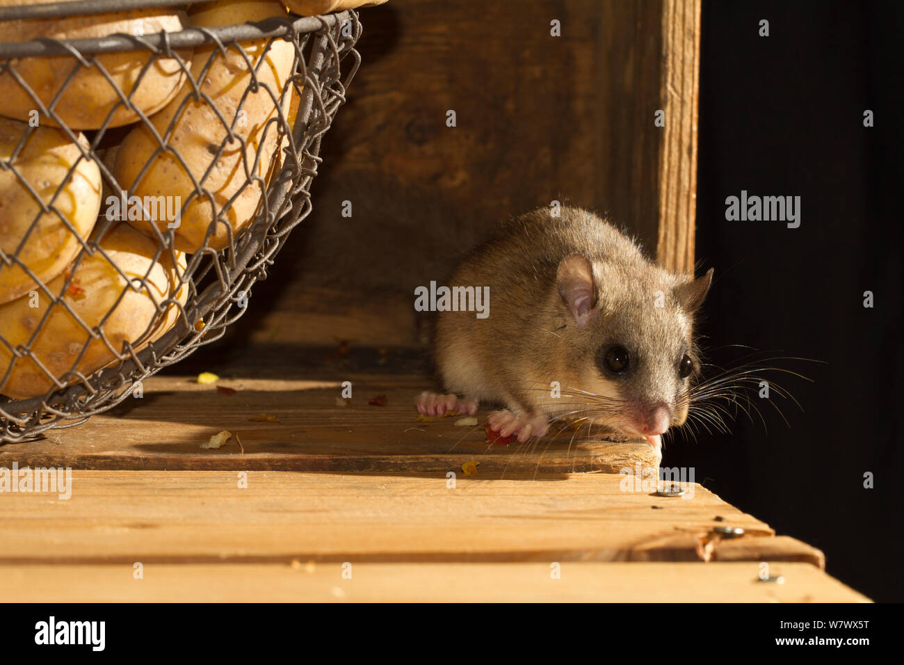 Dormouse food hi-res stock photography and images - Alamy