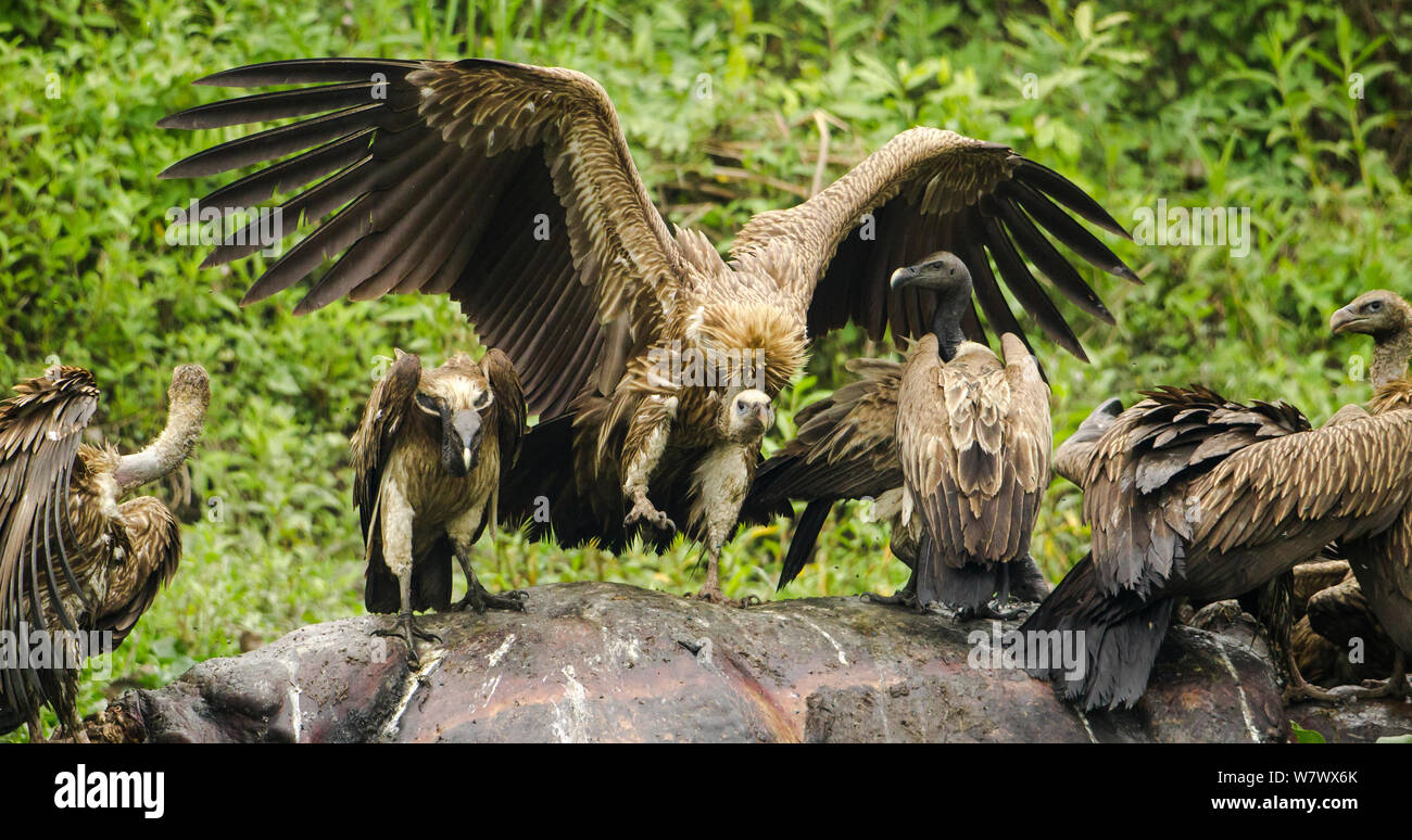 Indian vultures (Gyps indicus) scavenging on dead rhino, Mizoram, north ...