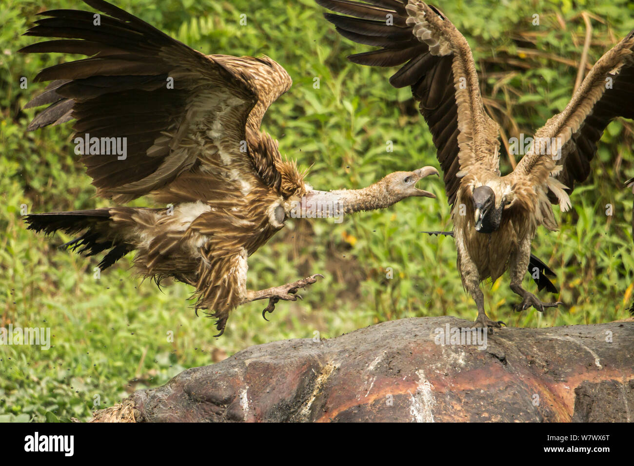 Indian vultures (Gyps indicus) squabbling whilst scavenging on dead ...