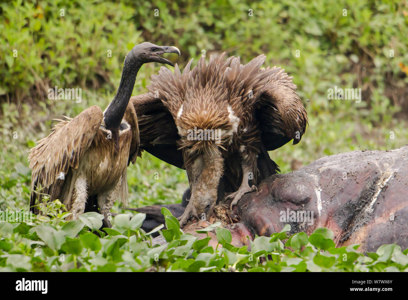 Indian vultures (Gyps indicus) scavenging on dead rhino, Mizoram, north ...