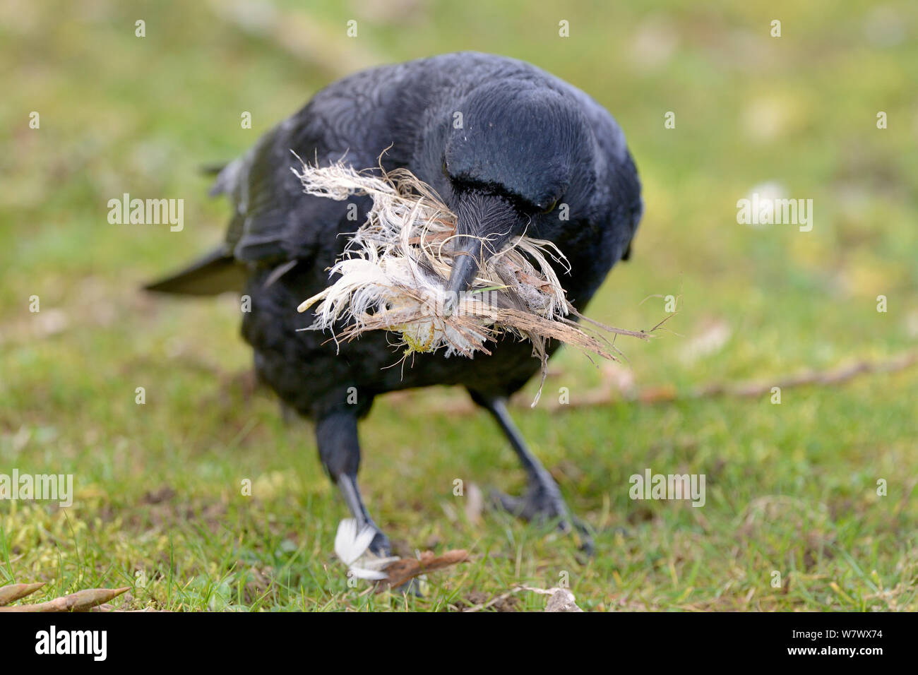 Carrion crow nest hi-res stock photography and images - Alamy