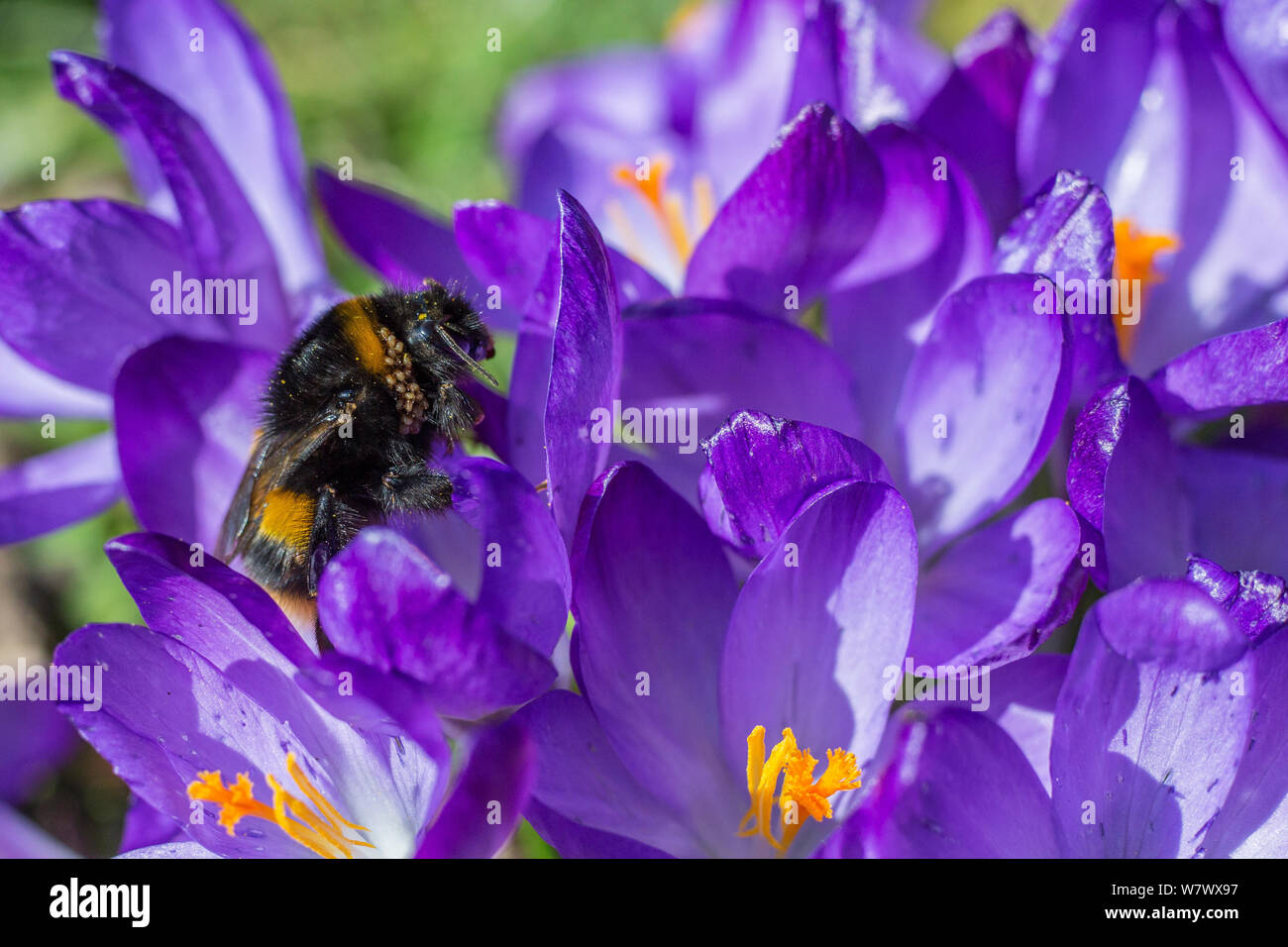 Early bumblebee (bombus pratorum) uk hi-res stock photography and ...