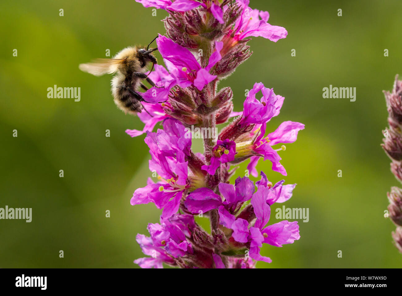 Fireweed angustifolium seed hi-res stock photography and images - Alamy