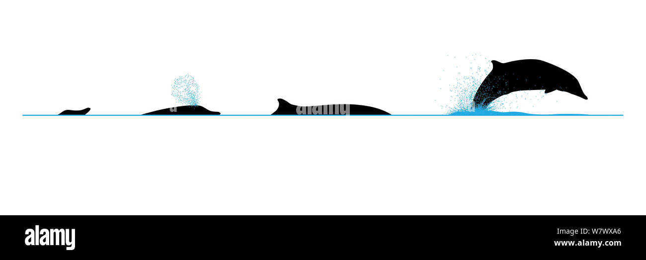 Mesoplodont whale Cut Out Stock Images & Pictures - Alamy