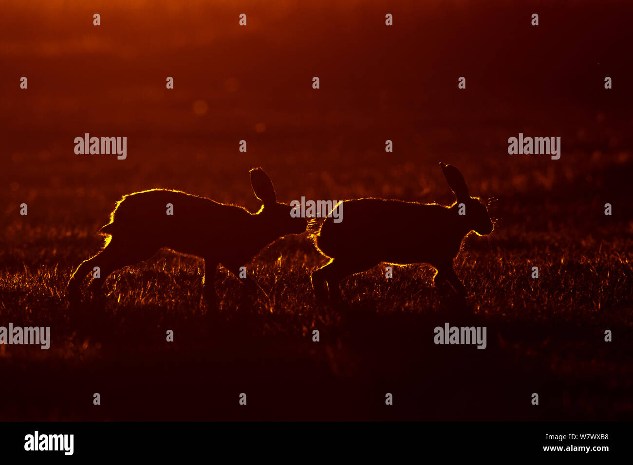 Animal chase animal hi-res stock photography and images - Alamy