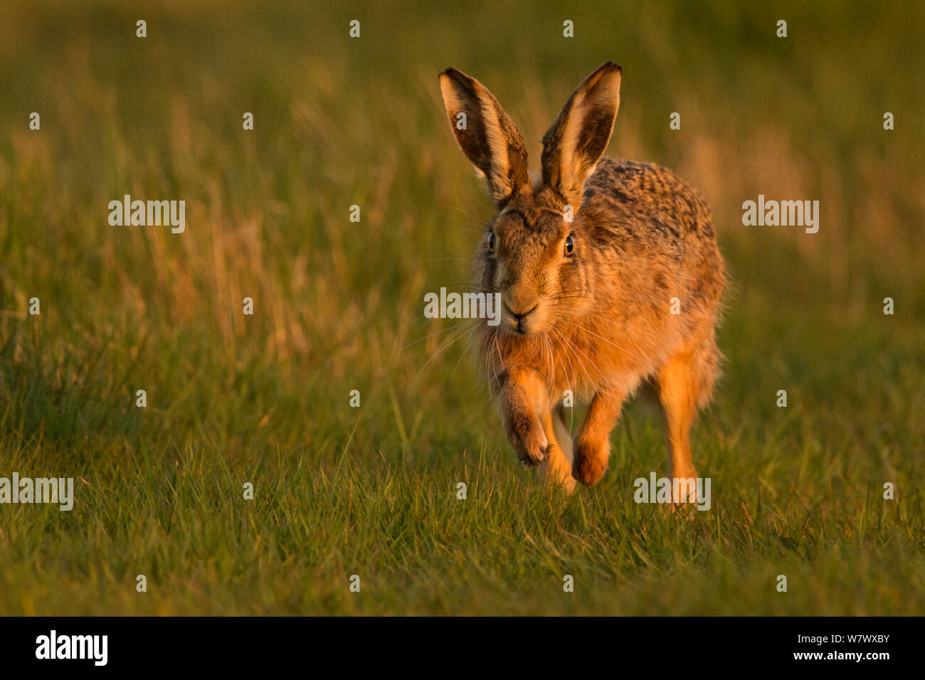 European Hare (Lepus europaeus) male running during courtship chase, UK ...