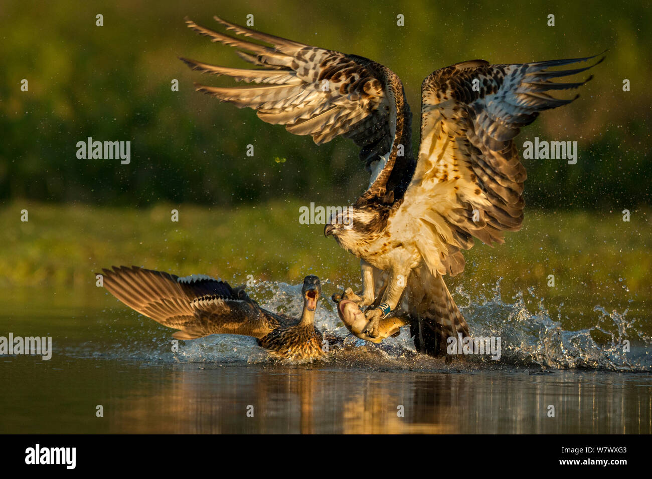 Mallard duck aves hi-res stock photography and images - Alamy