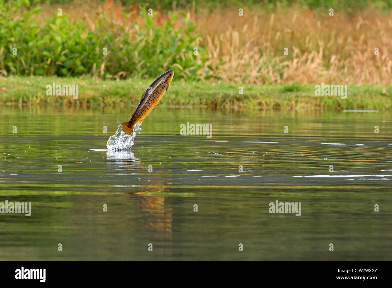 Brown Trout Jumping