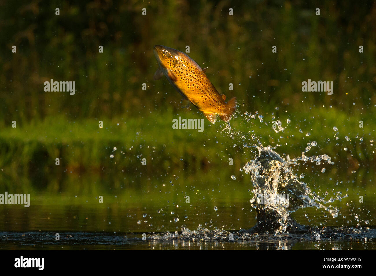 Brown trout hi-res stock photography and images - Alamy