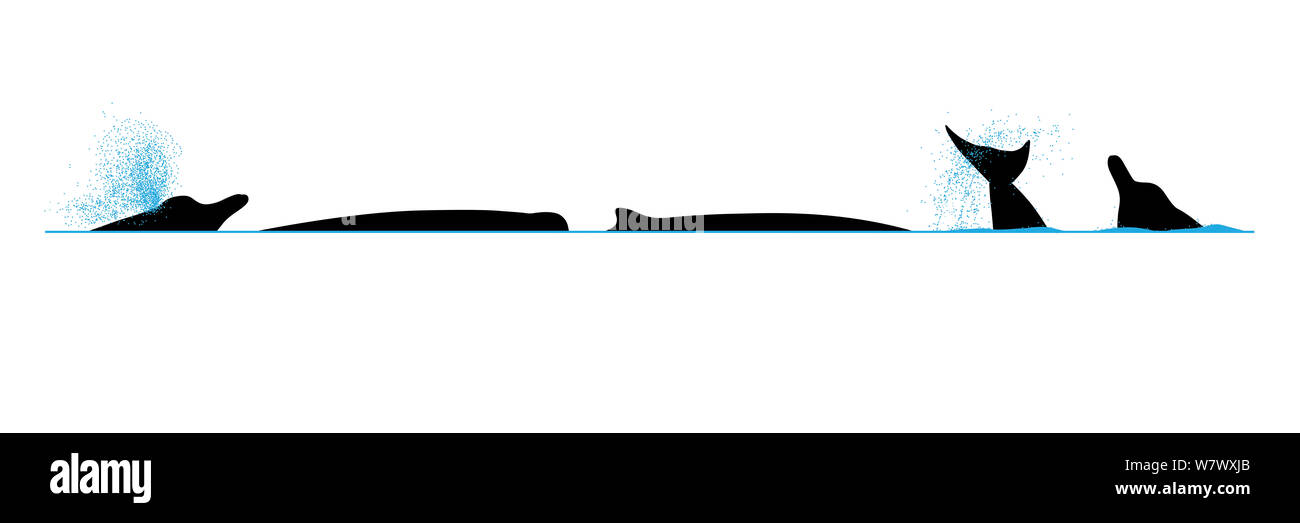 Illustration of the surface profile with blow and diving behaviour of ...