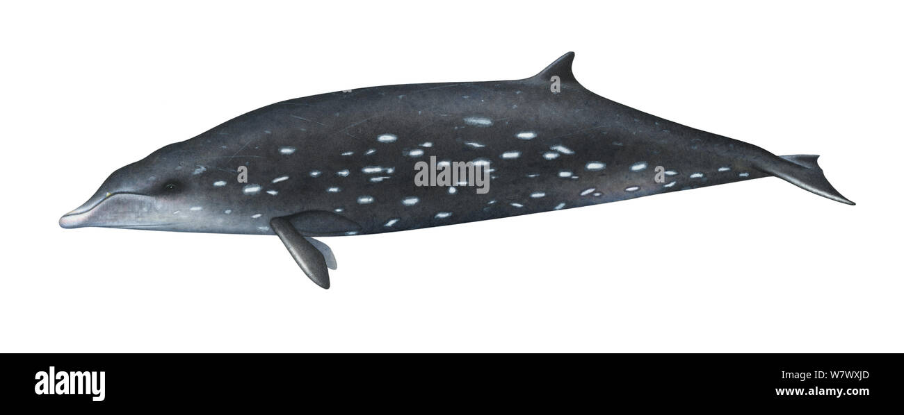 Ginkgo Toothed Beaked Whale