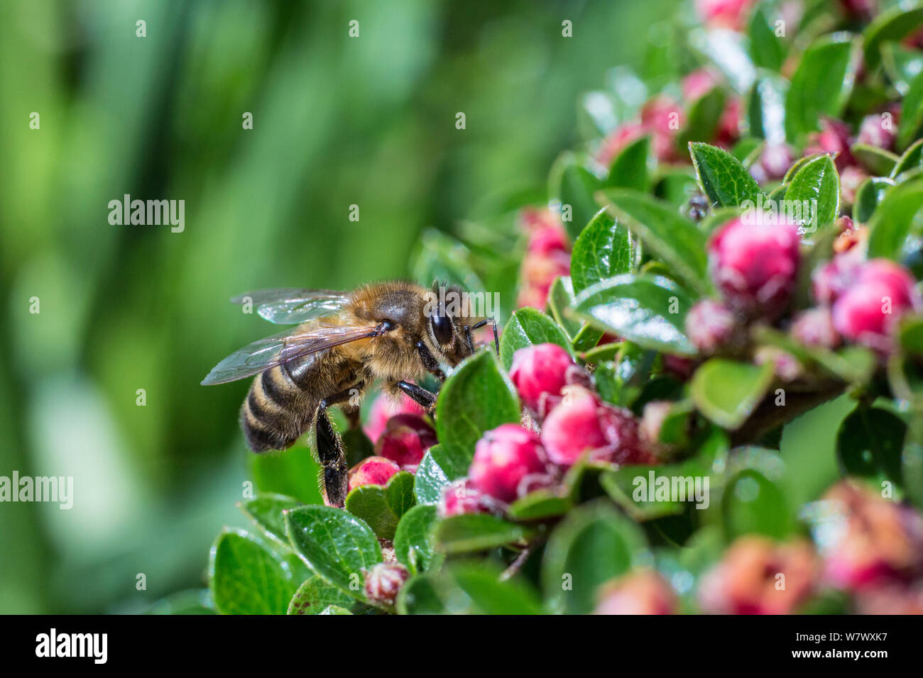 Cotoneaster Sp High Resolution Stock Photography and Images - Alamy