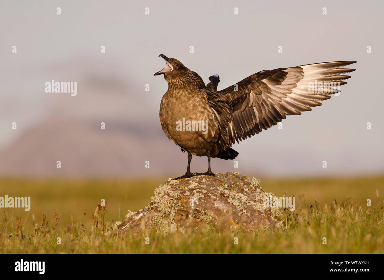 Great skua or 'bonxie' (Stercorarius skua / Catharacta skua) calling in ...