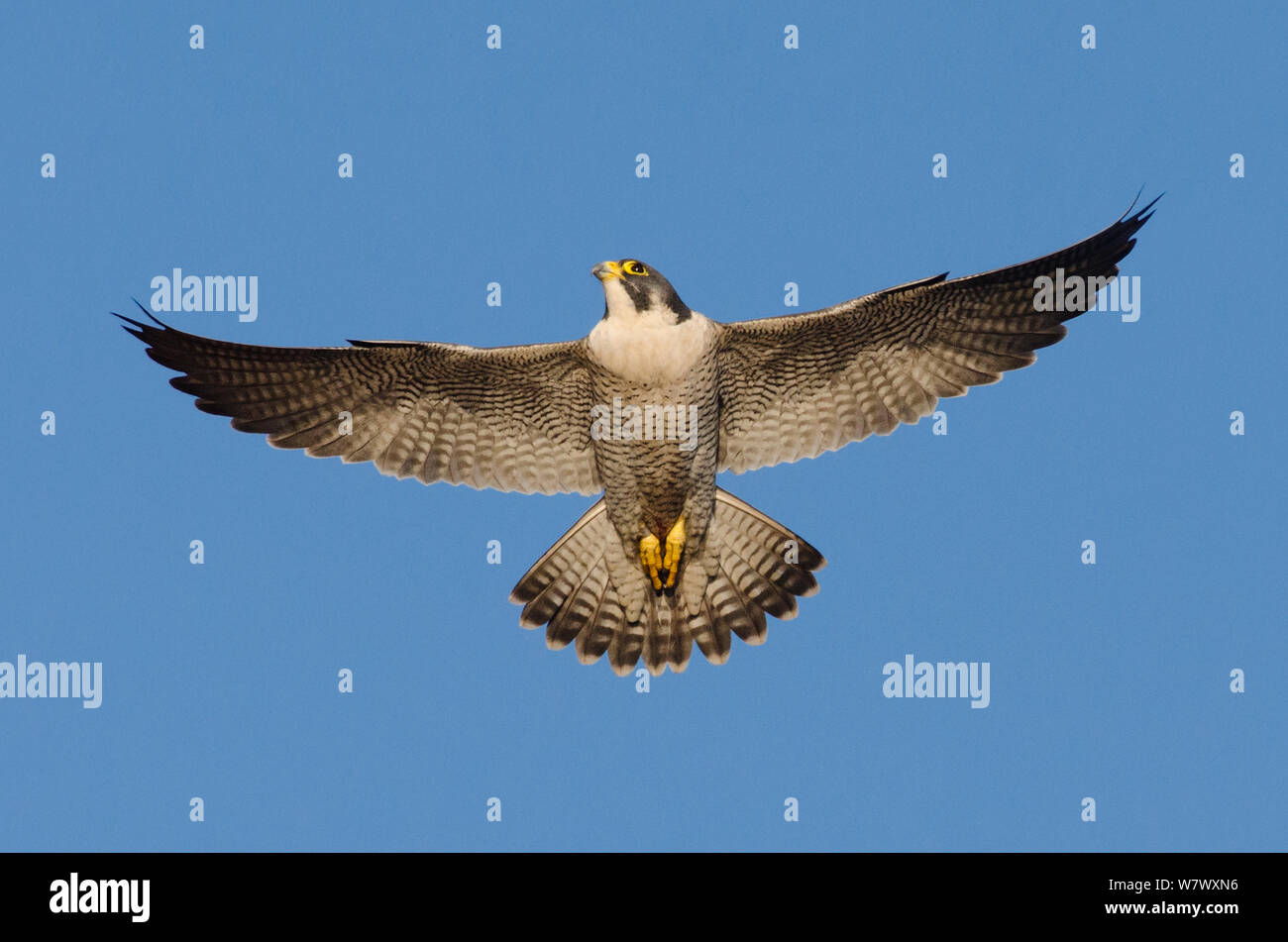Peregrine falcon flight britain hi-res stock photography and images - Alamy