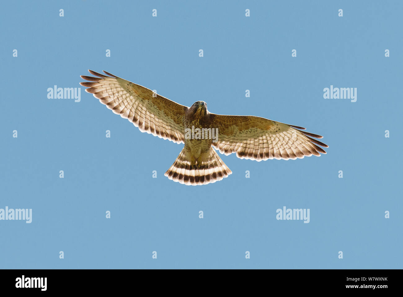 Broad-winged hawk (Buteo platypterus) in flight. Anse Mamin, Saint ...