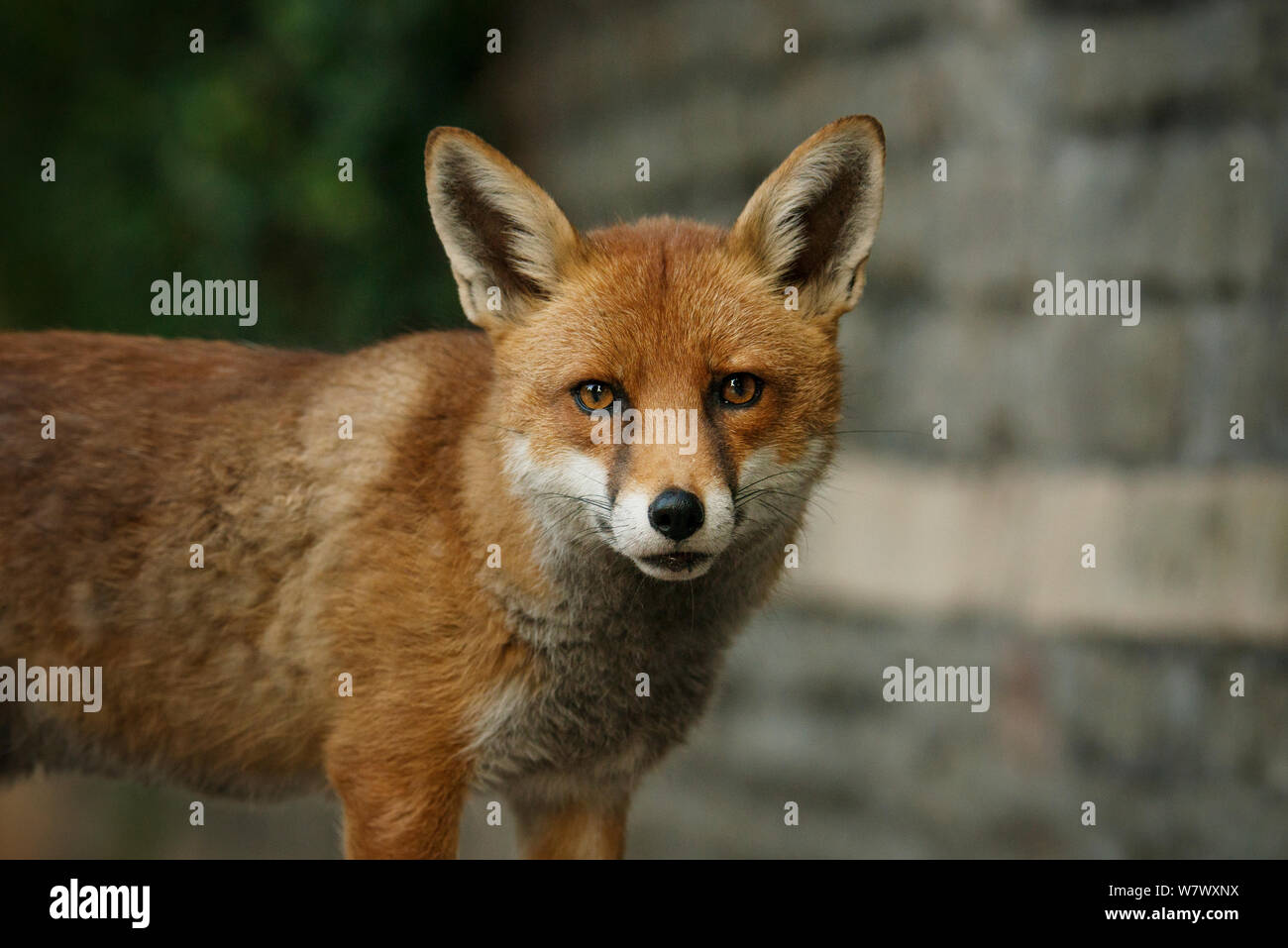 Urban Red fox (Vulpes vulpes), adult male (dog). Bristol, UK. August ...