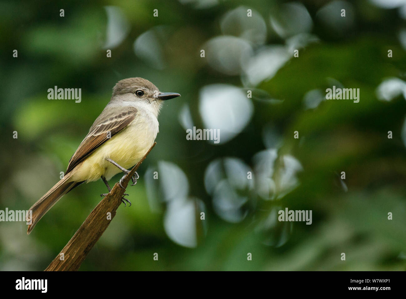 Antillean birds hi-res stock photography and images - Alamy