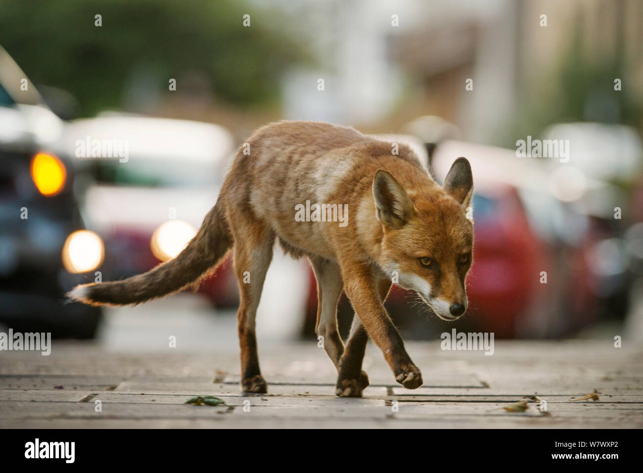 Urban Red fox (Vulpes vulpes), adult male (dog). Bristol, UK. August ...