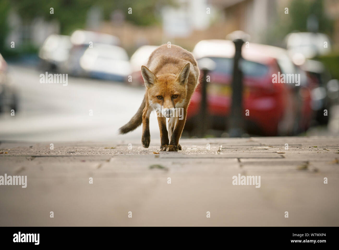 Urban Red fox (Vulpes vulpes), adult male (dog). Bristol, UK. August ...