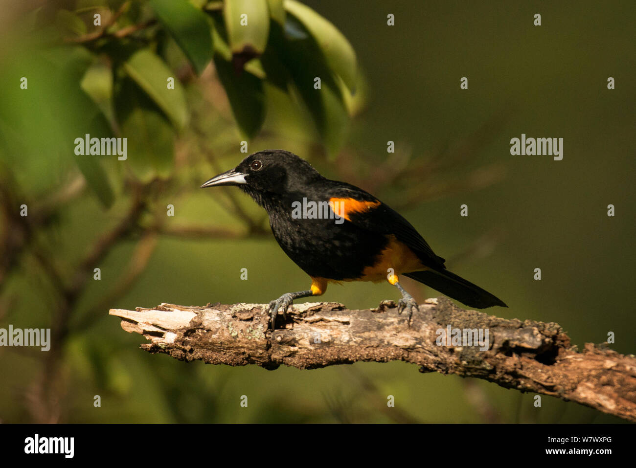 Saint lucia oriole hi-res stock photography and images - Alamy