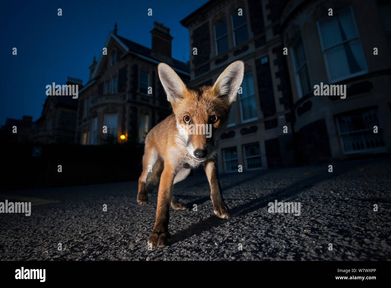 Young urban Red fox (Vulpes vulpes) at night. Bristol, UK. August Stock ...