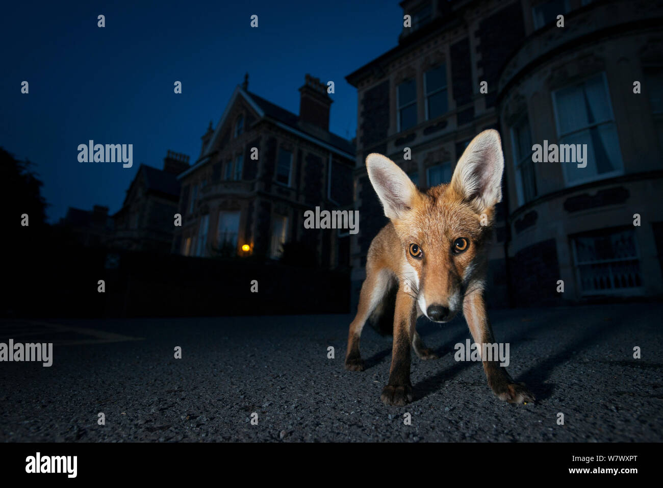 Red fox night animal hi-res stock photography and images - Alamy